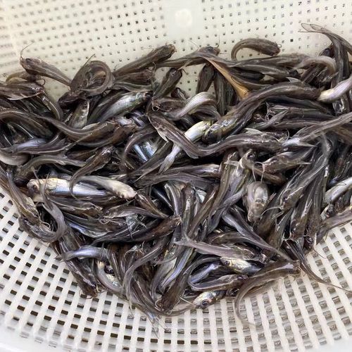 鲶鱼养殖成本是多少_鲶鱼养殖利润怎么样-第3张图片-山城妙识