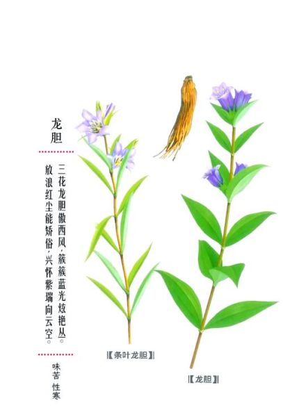 龙胆草泡水喝的正确方法_龙胆草泡水一天喝几次-第3张图片-山城妙识 龙胆草泡水喝的正确方法_龙胆草泡水一天喝几次-第3张图片-山城妙识