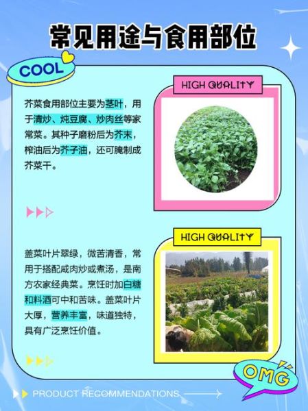 盖菜是什么菜_盖菜和芥菜的区别-第1张图片-山城妙识