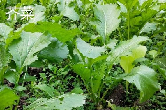盖菜是什么菜_盖菜和芥菜的区别-第2张图片-山城妙识