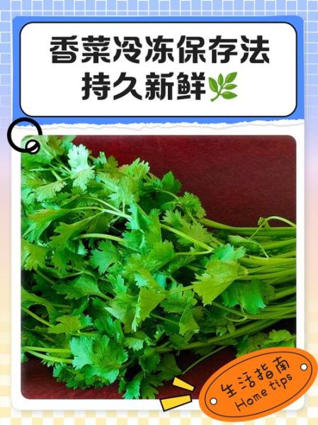 香菜怎么保存新鲜不烂_香菜保鲜的正确方法-第1张图片-山城妙识