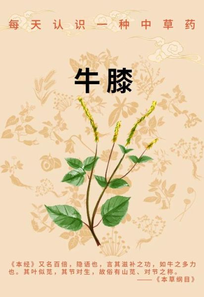 牛膝骨是哪个部位_牛膝骨和牛拐骨区别-第1张图片-山城妙识