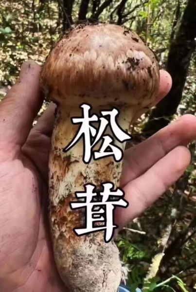 黑松茸价格多少钱一斤_黑松茸怎么做好吃-第3张图片-山城妙识 黑松茸价格多少钱一斤_黑松茸怎么做好吃-第3张图片-山城妙识