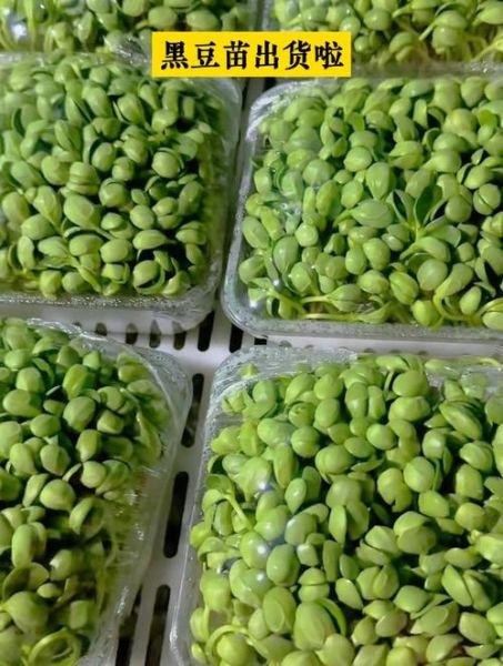 黑豆芽怎么发_黑豆芽发芽温度多少合适-第3张图片-山城妙识 黑豆芽怎么发_黑豆芽发芽温度多少合适-第3张图片-山城妙识
