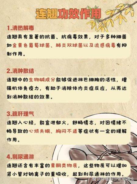 连翘的功效与作用_连翘能治疗哪些疾病-第3张图片-山城妙识 连翘的功效与作用_连翘能治疗哪些疾病-第3张图片-山城妙识