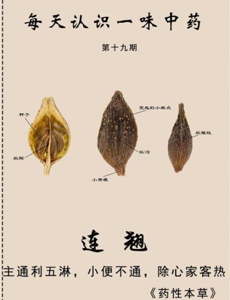 连翘的功效与作用_连翘能治疗哪些疾病-第2张图片-山城妙识 连翘的功效与作用_连翘能治疗哪些疾病-第2张图片-山城妙识