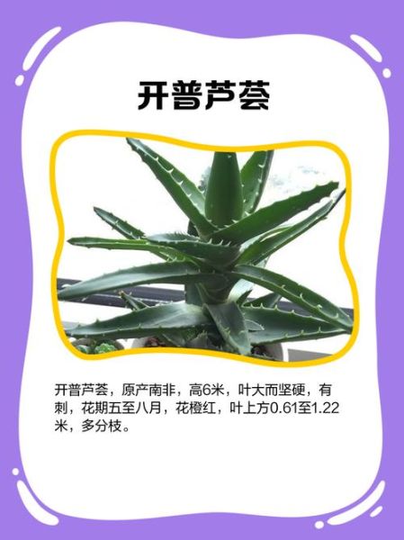 芦荟图片欣赏_如何辨别品种-第3张图片-山城妙识
