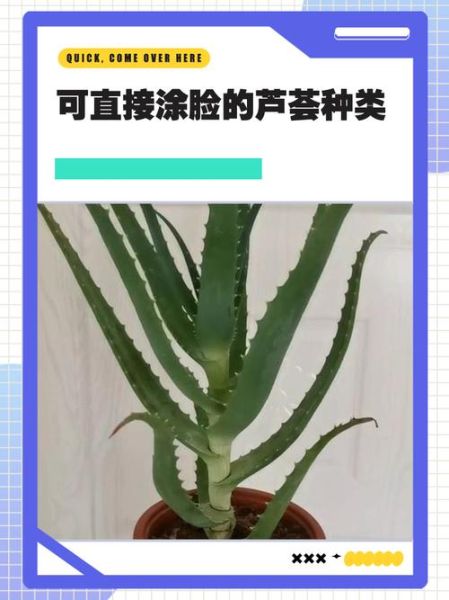 芦荟图片欣赏_如何辨别品种-第2张图片-山城妙识