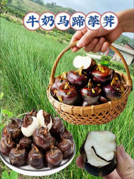 荸荠和马蹄是一样的吗_荸荠马蹄区别在哪里-第1张图片-山城妙识