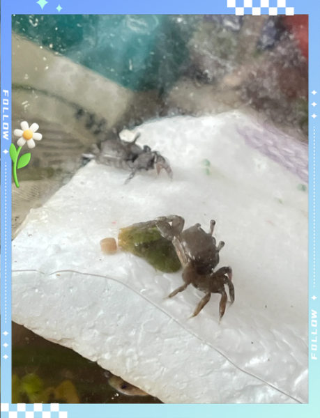 辣椒蟹可以深水养吗_辣椒蟹深水养殖注意事项-第1张图片-山城妙识