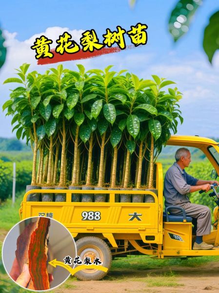 黄花梨树苗多少钱一棵_黄花梨树苗价格表-第3张图片-山城妙识