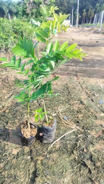 黄花梨树苗多少钱一棵_黄花梨树苗价格表-第1张图片-山城妙识