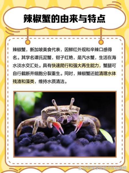 辣椒蟹可以深水养吗_辣椒蟹深水养殖注意事项-第3张图片-山城妙识