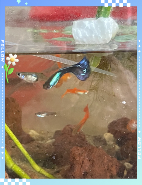 辣椒蟹可以深水养吗_辣椒蟹深水养殖注意事项-第2张图片-山城妙识