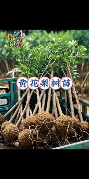 黄花梨树苗多少钱一棵_黄花梨树苗价格表-第2张图片-山城妙识