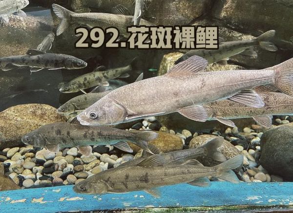 花斑鱼多少钱一斤_花斑鱼价格行情-第2张图片-山城妙识