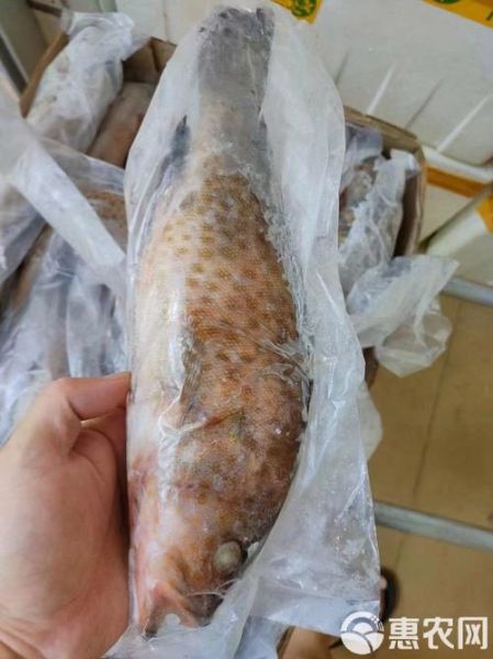 花斑鱼多少钱一斤_花斑鱼价格行情-第3张图片-山城妙识