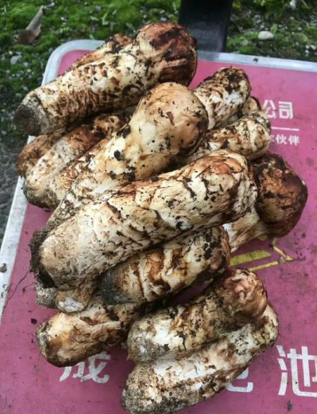 鲜松茸怎么保存_鲜松茸可以放冰箱吗-第3张图片-山城妙识