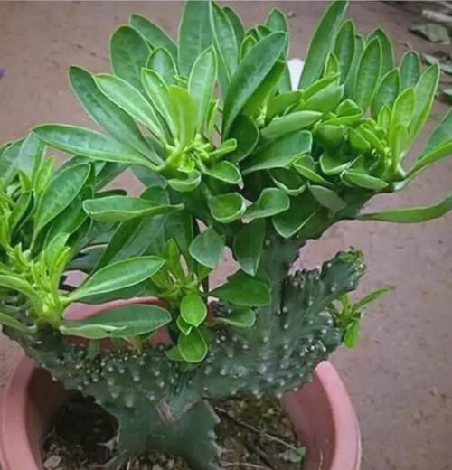 镇宅辟邪的花卉有哪些_哪些花能驱邪挡煞-第1张图片-山城妙识