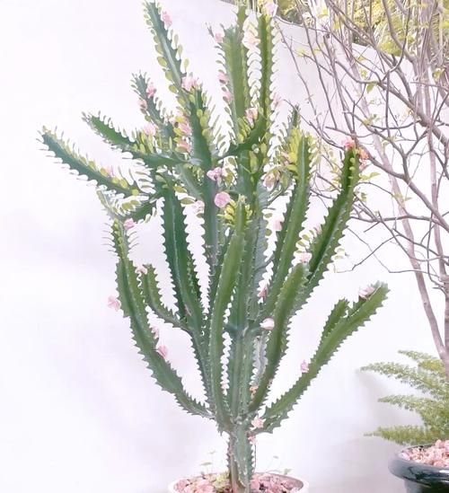 镇宅辟邪的花卉有哪些_哪些花能驱邪挡煞-第2张图片-山城妙识