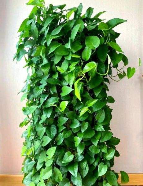 镇宅辟邪的花卉有哪些_哪些花能驱邪挡煞-第3张图片-山城妙识