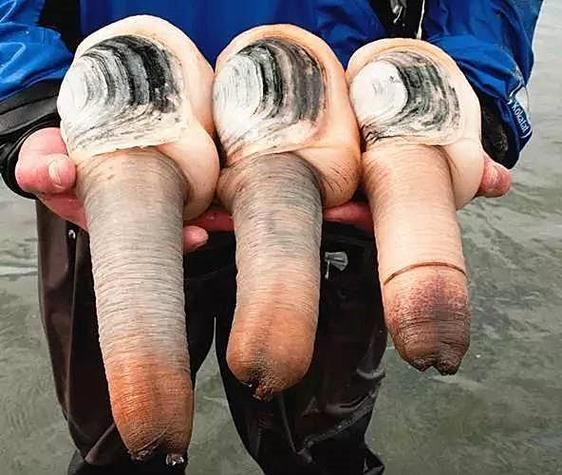 象拔蚌为什么像男性器官_象拔蚌外形争议-第1张图片-山城妙识