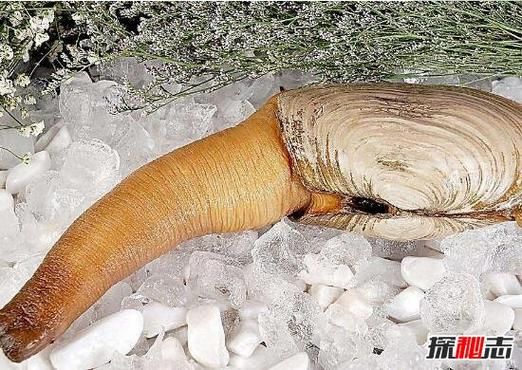 象拔蚌为什么像男性器官_象拔蚌外形争议-第2张图片-山城妙识