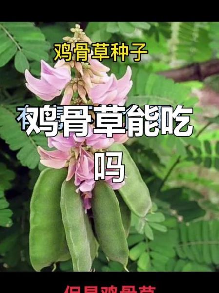鸡骨草的功效与作用_鸡骨草怎么吃才安全-第3张图片-山城妙识 鸡骨草的功效与作用_鸡骨草怎么吃才安全-第3张图片-山城妙识