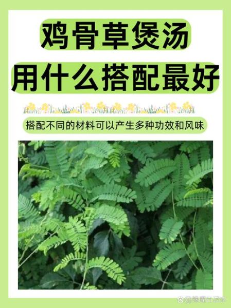 鸡骨草的功效与作用_鸡骨草怎么吃才安全-第1张图片-山城妙识 鸡骨草的功效与作用_鸡骨草怎么吃才安全-第1张图片-山城妙识