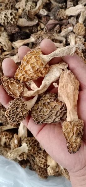 羊肚菌多少钱一斤干货_羊肚菌价格为什么差别大-第3张图片-山城妙识 羊肚菌多少钱一斤干货_羊肚菌价格为什么差别大-第3张图片-山城妙识