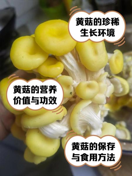 黄蘑菇怎么做好吃_黄蘑菇的家常做法窍门-第1张图片-山城妙识