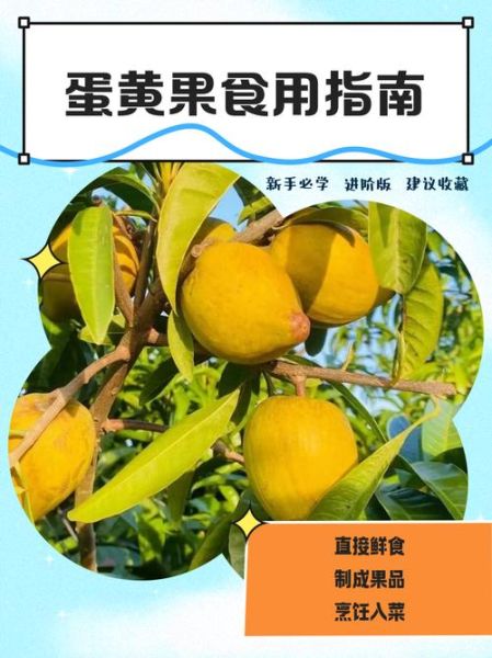 蛋黄果怎么吃最好吃_蛋黄果的吃法大全-第1张图片-山城妙识