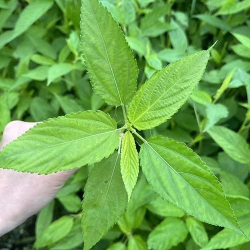 麻叶图片大全_麻叶长什么样-第2张图片-山城妙识