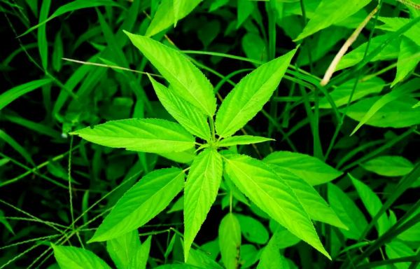 麻叶图片大全_麻叶长什么样-第1张图片-山城妙识