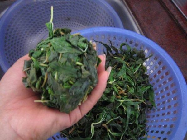 麻叶图片大全_麻叶长什么样-第3张图片-山城妙识