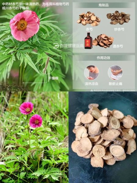 赤芍的功效与作用_赤芍主治哪些疾病-第2张图片-山城妙识 赤芍的功效与作用_赤芍主治哪些疾病-第2张图片-山城妙识