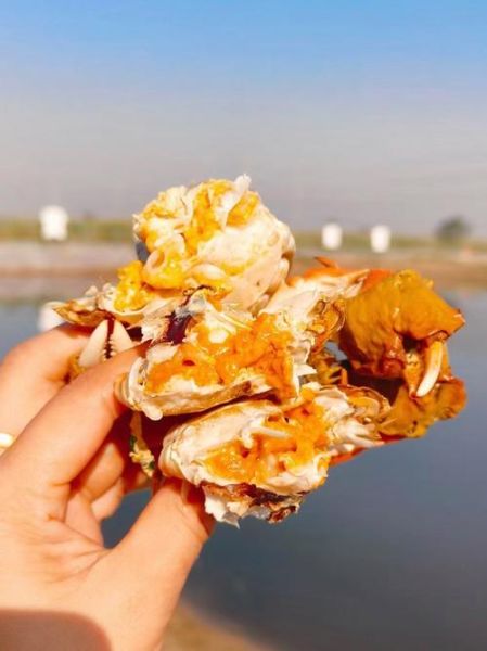 黄河口大闸蟹怎么挑选_黄河口大闸蟹多少钱一斤-第1张图片-山城妙识