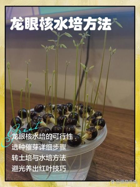 龙眼核能种出盆栽吗_龙眼核盆栽多久发芽-第1张图片-山城妙识 龙眼核能种出盆栽吗_龙眼核盆栽多久发芽-第1张图片-山城妙识