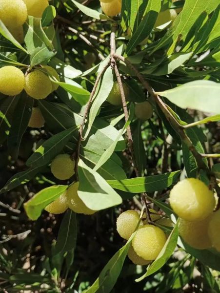 野杨梅酒的功效与作用_野杨梅酒能每天喝吗-第2张图片-山城妙识 野杨梅酒的功效与作用_野杨梅酒能每天喝吗-第2张图片-山城妙识