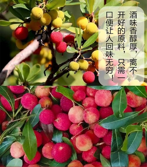 野杨梅酒的功效与作用_野杨梅酒能每天喝吗-第3张图片-山城妙识 野杨梅酒的功效与作用_野杨梅酒能每天喝吗-第3张图片-山城妙识