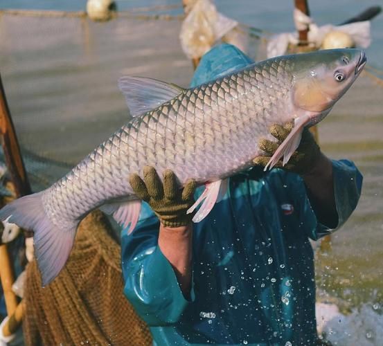 脆皖鱼怎么做好吃_脆皖鱼图片长什么样-第2张图片-山城妙识