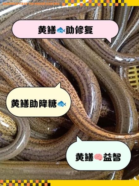 黄鳝的营养价值_黄鳝的功效与作用-第2张图片-山城妙识