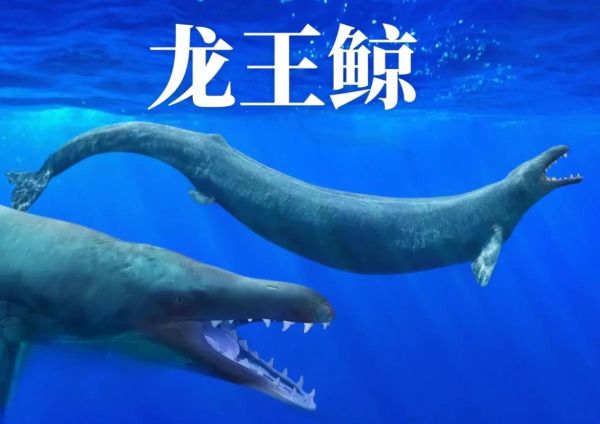 龙王鲸是什么动物_龙王鲸灭绝了吗-第1张图片-山城妙识