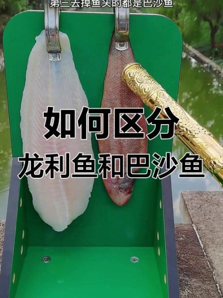 龙利鱼和巴沙鱼是一种鱼吗_龙利鱼与巴沙鱼的区别-第1张图片-山城妙识