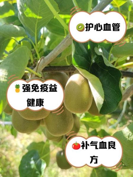 补血的水果有哪些_哪些水果补血最快-第3张图片-山城妙识