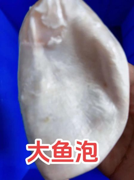 鱼泡泡怎么养_鱼泡泡多久换一次水-第1张图片-山城妙识