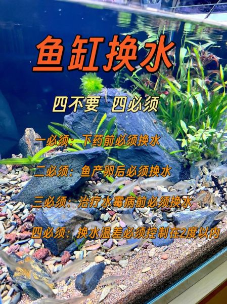 鱼泡泡怎么养_鱼泡泡多久换一次水-第2张图片-山城妙识