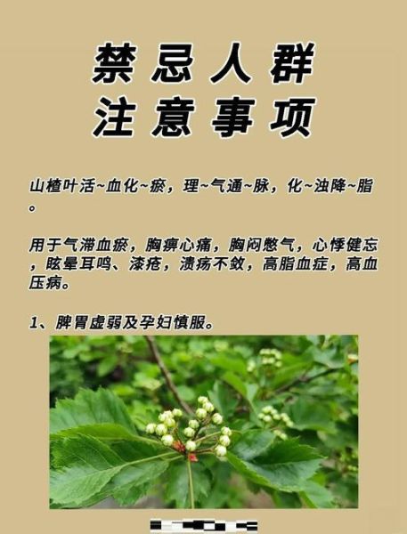 野山楂叶的功效与作用_野山楂叶怎么泡水喝-第2张图片-山城妙识