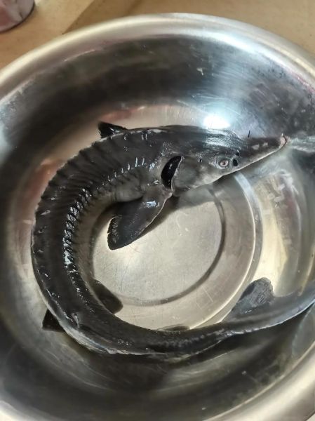 中华鲟图片多少钱一斤_中华鲟市场价-第2张图片-山城妙识