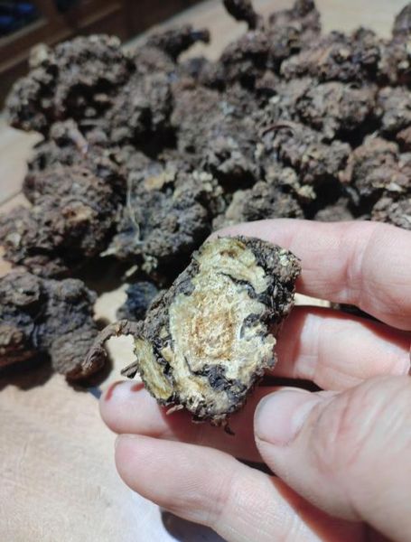 西芎是什么_西芎功效与作用有哪些-第3张图片-山城妙识